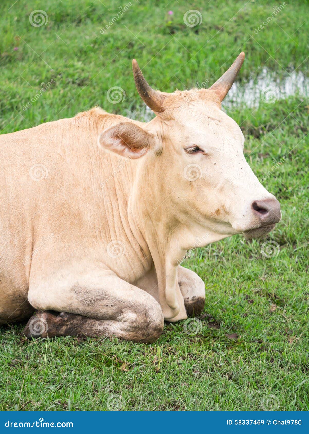 Braune Kuh stockbild. Bild von vieh, landwirtschaft, bauernhof - 58337469