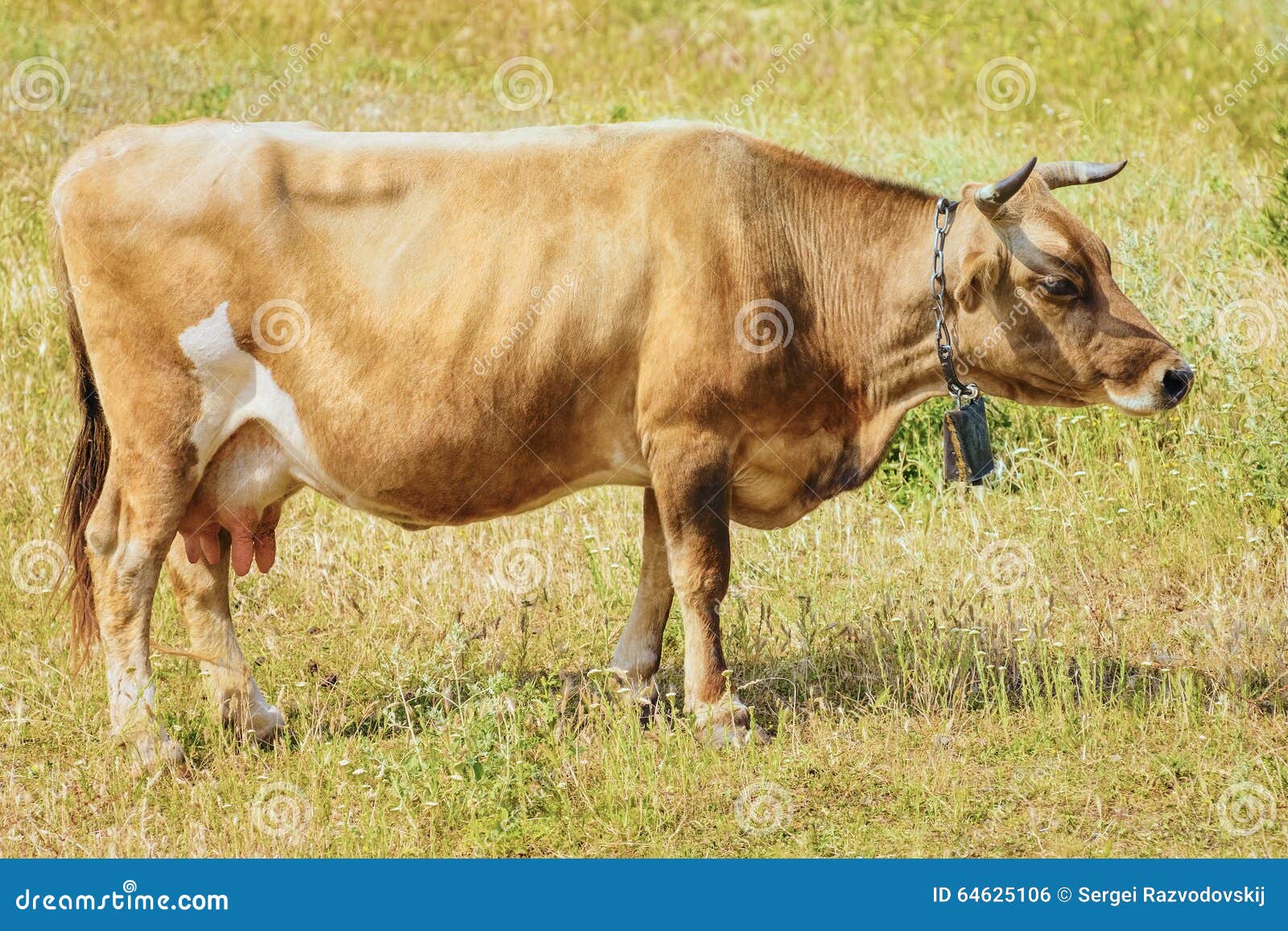Braune Kuh stockfoto. Bild von beeves, tier, domestiziert - 64625106