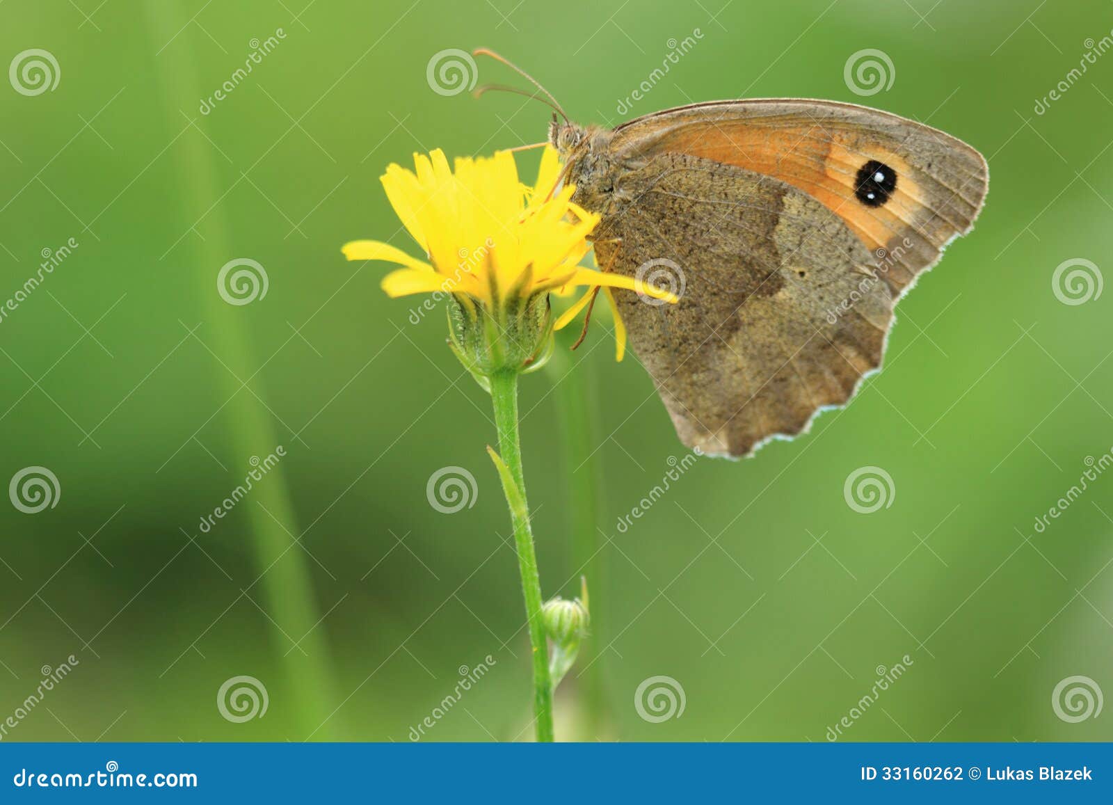 Brauner Schmetterling Der Wiese Stockfoto - Bild von basisrecheneinheit ...