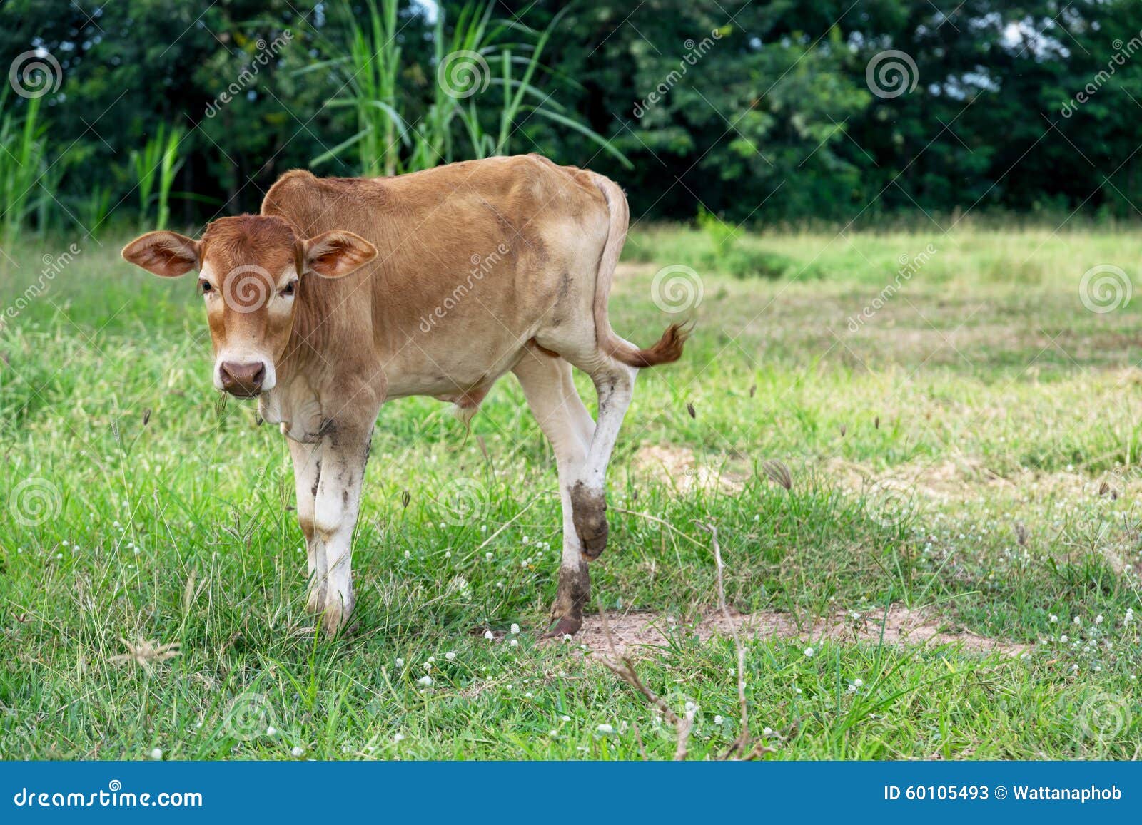 Brauner Stier des Babys stockbild. Bild von kette, land - 60105493