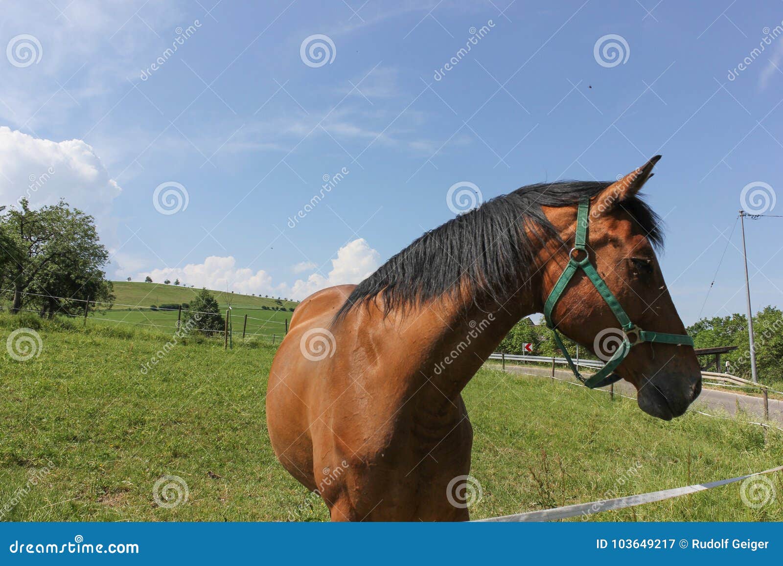 Braunes Pferd auf Koppel stockbild. Bild von grün, schön - 103649217