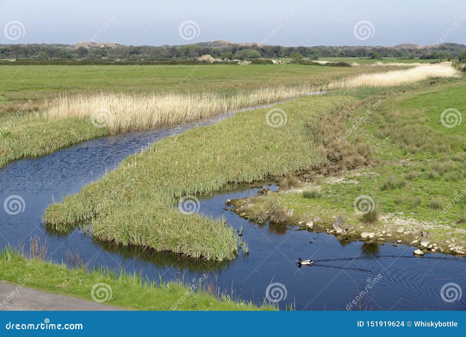 Braunton Marsh stock photo. Image of britain, duck, countryside - 151919624