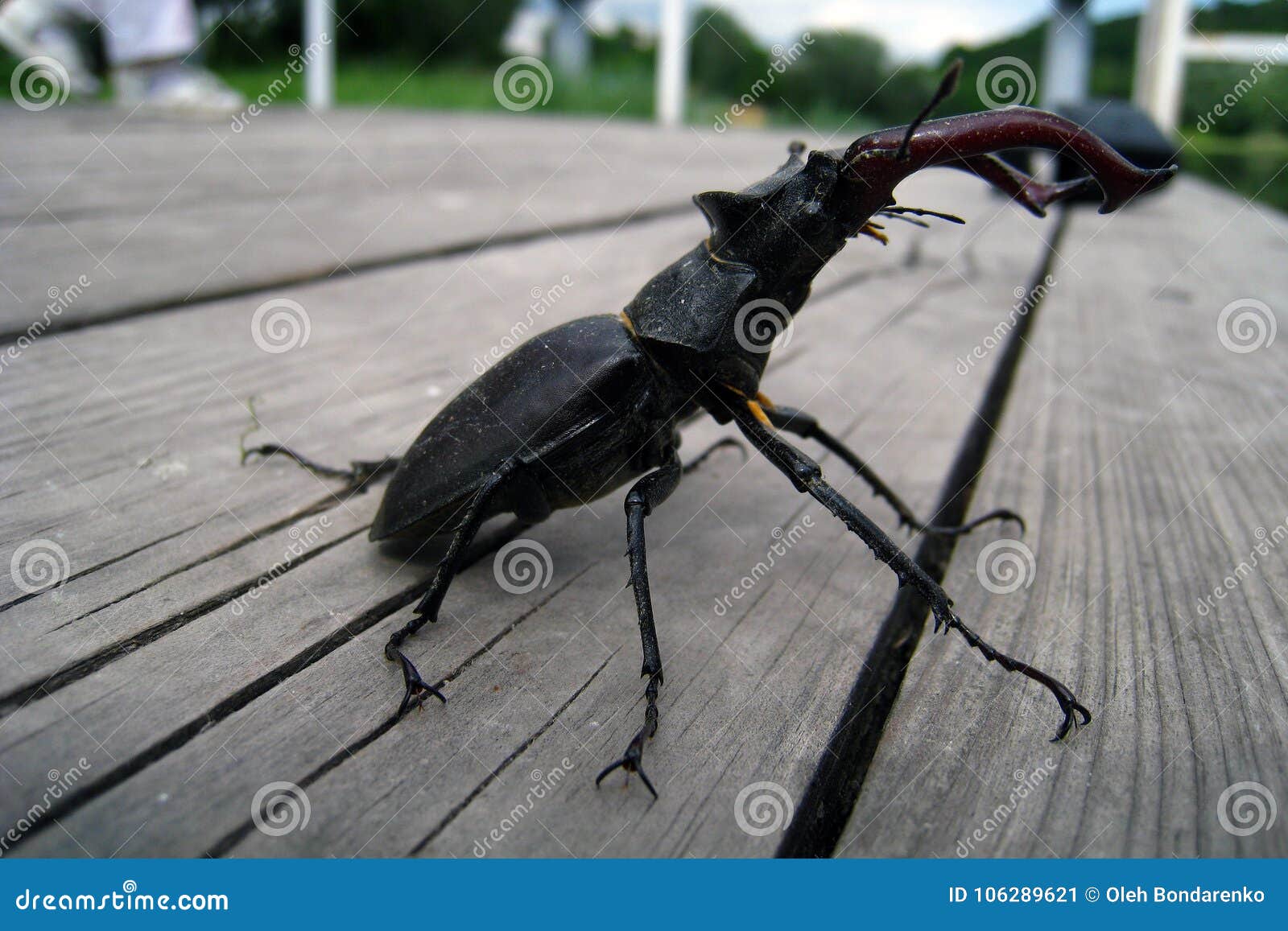 Brave Beetle Deer Walking on the Bench. Stock Image - Image of road ...