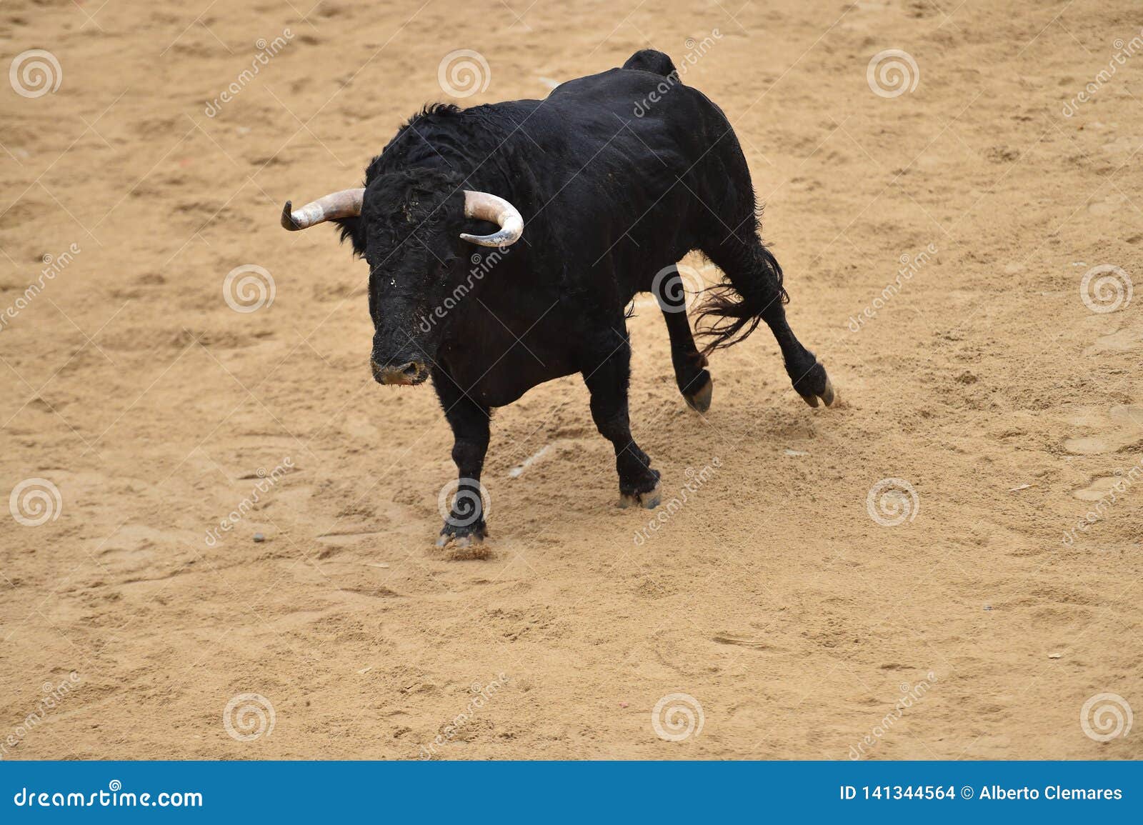 Brave Bull in the Bullring with Big Horns Stock Photo - Image of mammal ...