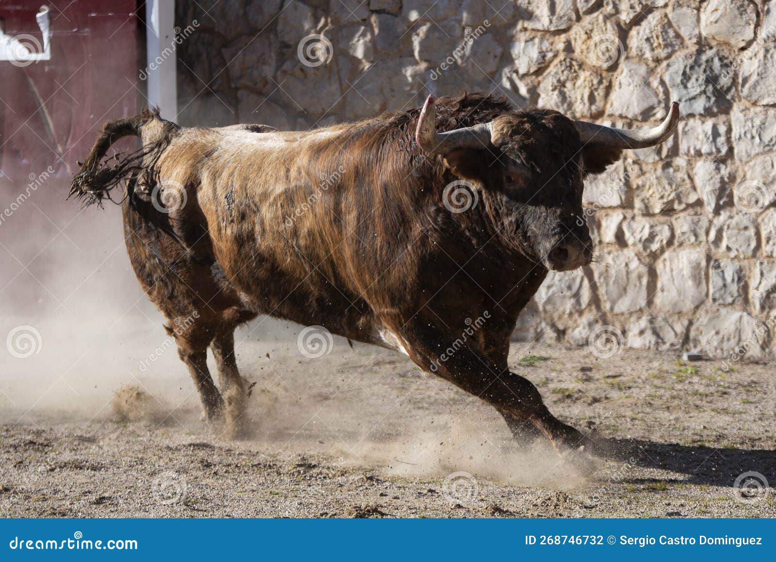 Brave Bull Running in the Bullring Stock Photo - Image of mammal ...