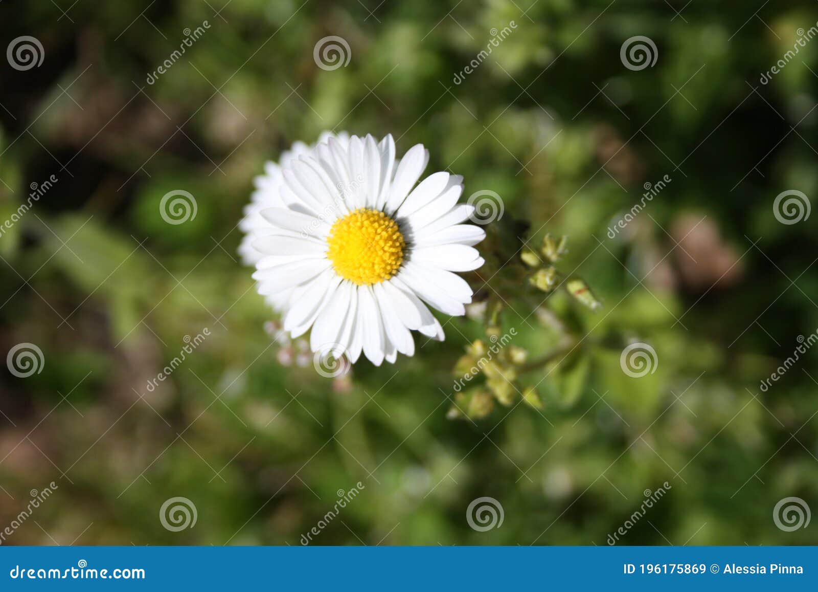 A Brave Candid and Delicate Daisy Blooms in One of the First Warm Days ...