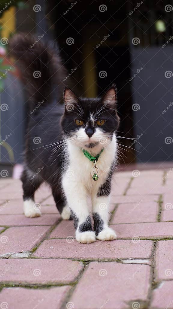 Brave cat stock photo. Image of carnivore, skin, kitten - 238586328