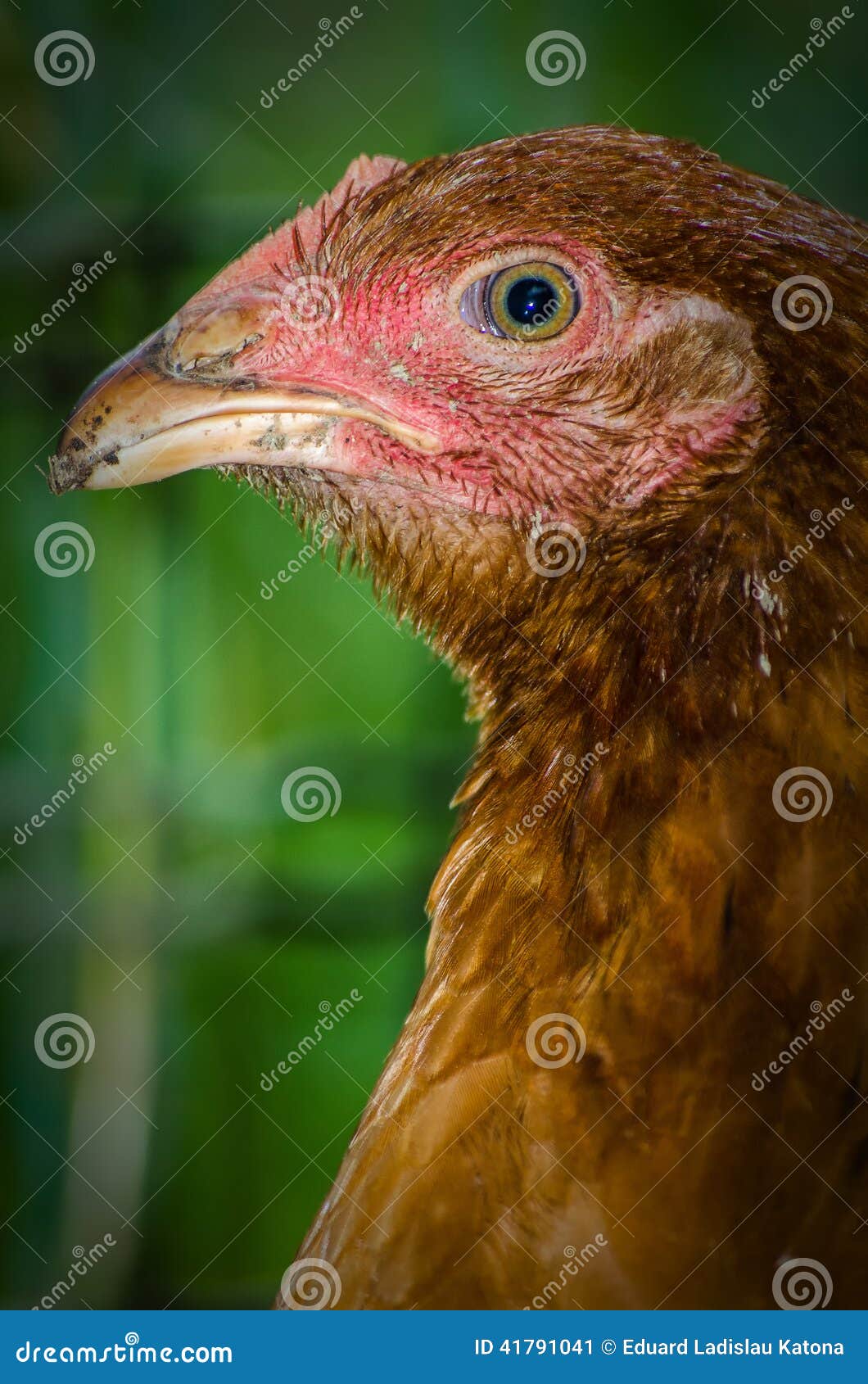 The brave chicken stock image. Image of black, farm, roosting - 41791041