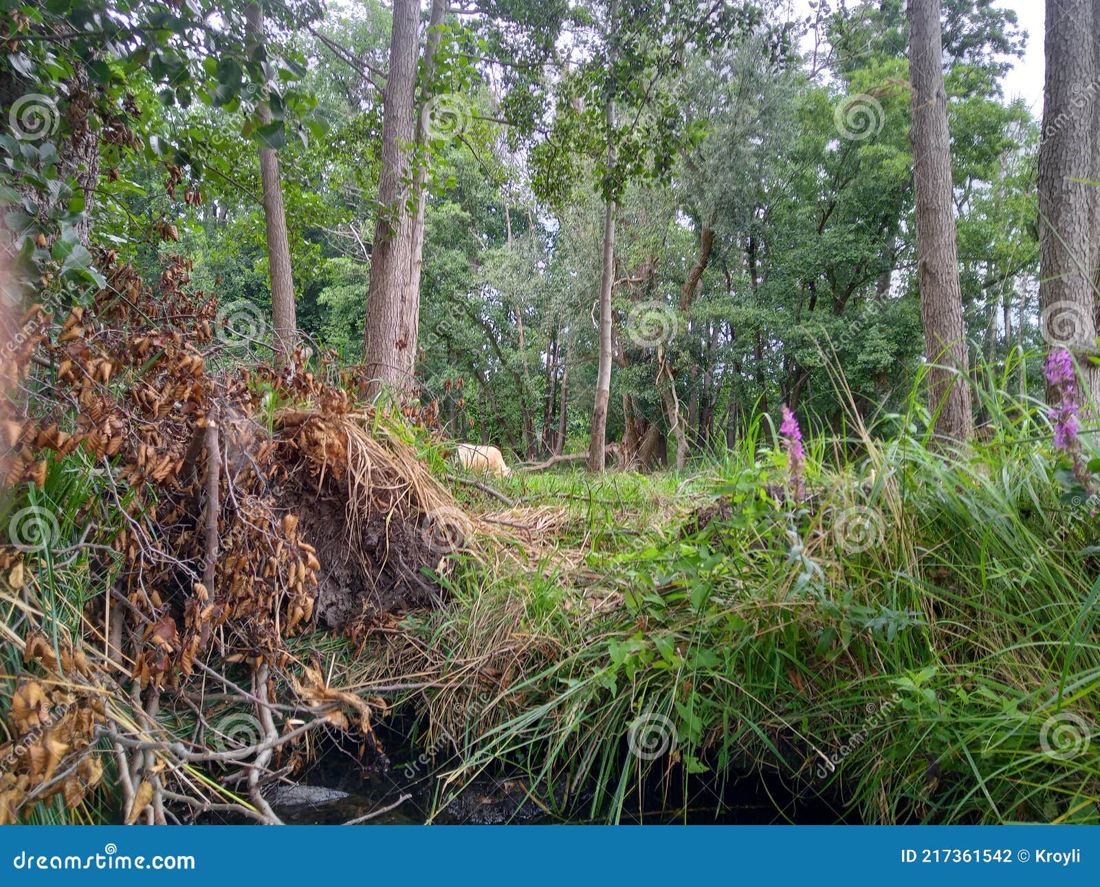 Brave cow in forest stock photo. Image of jungle, garden - 217361542