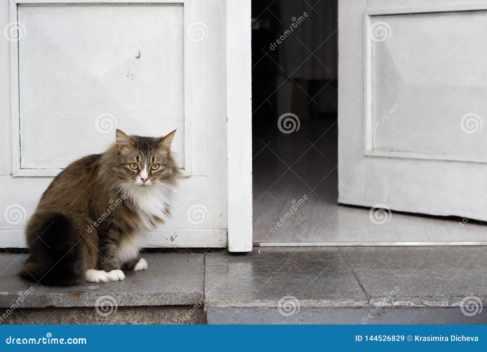 Brave Fat Cat Guarding Home, Standing in Front, Stock Image - Image of ...