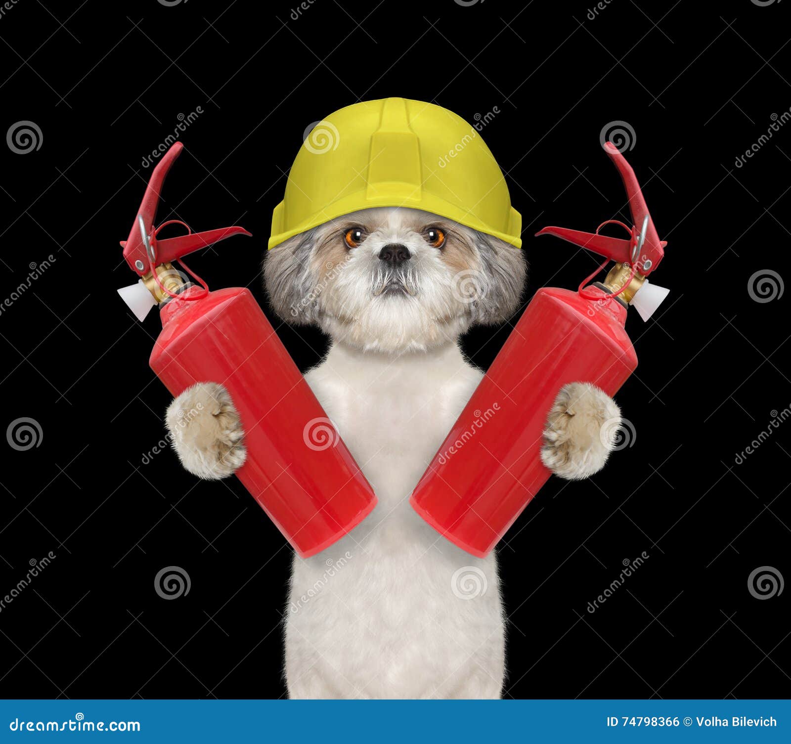 Brave Firefighter Dog is Ready To Work Stock Photo - Image of safety ...