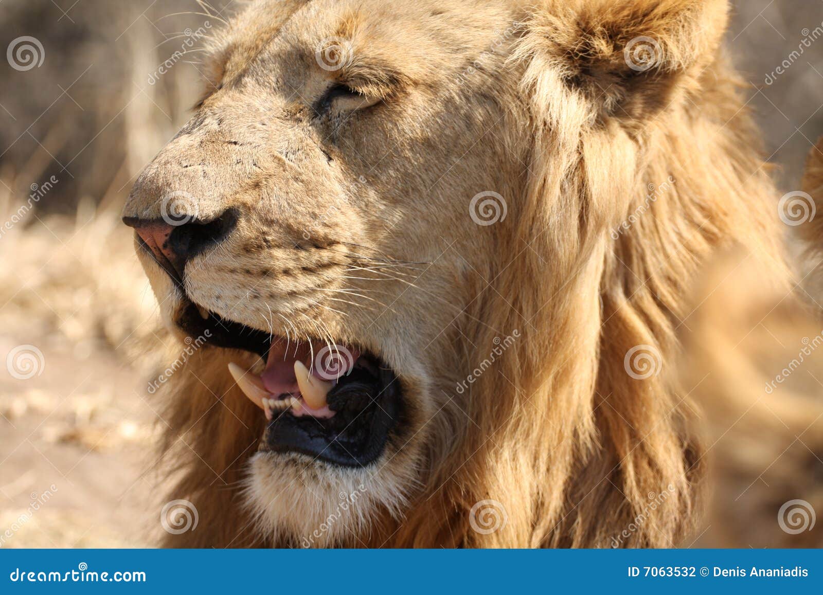 Brave Lion stock photo. Image of animal, male, brave, aggressive - 7063532