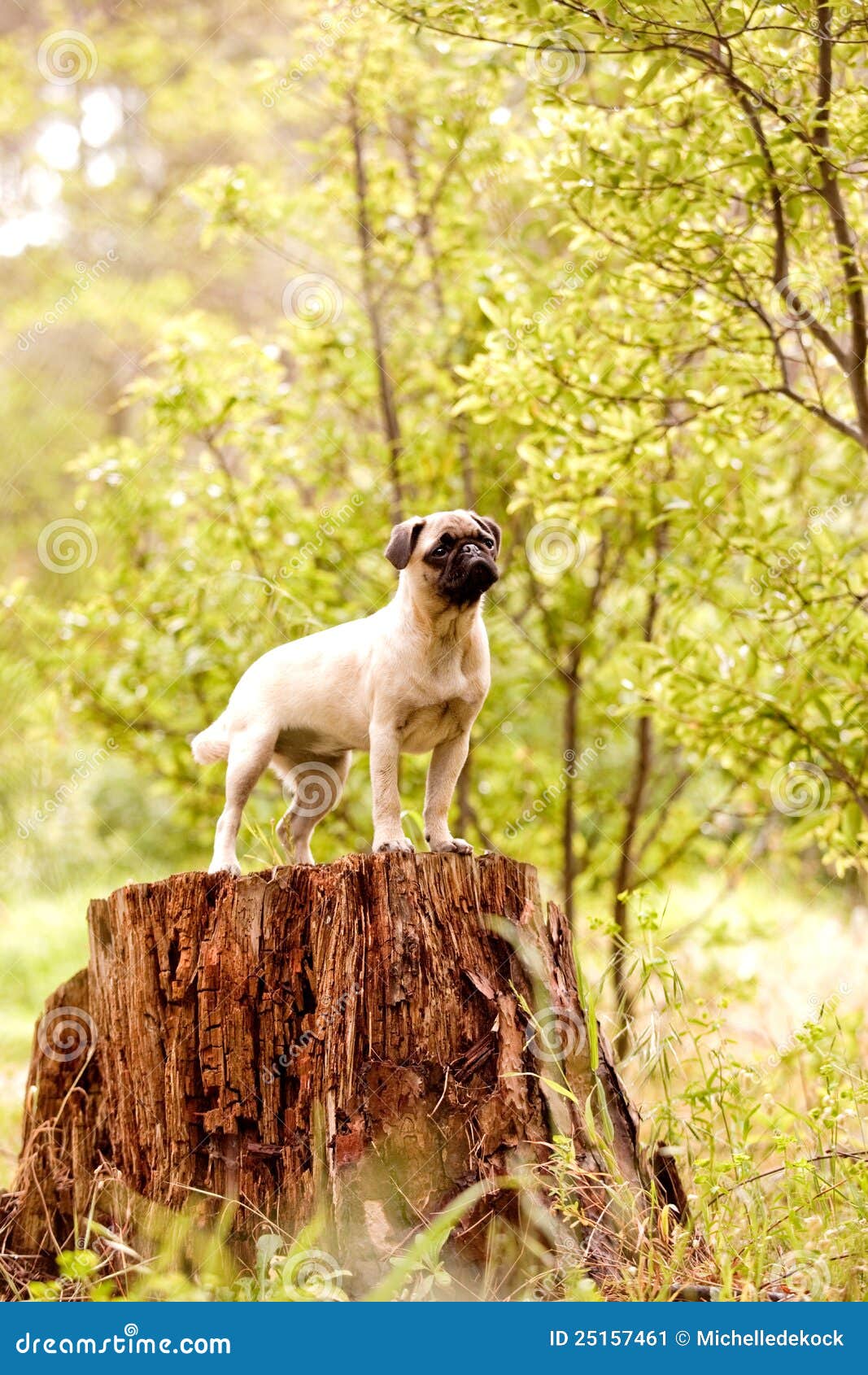 Brave pug puppy stock image. Image of hair, photograph - 25157461