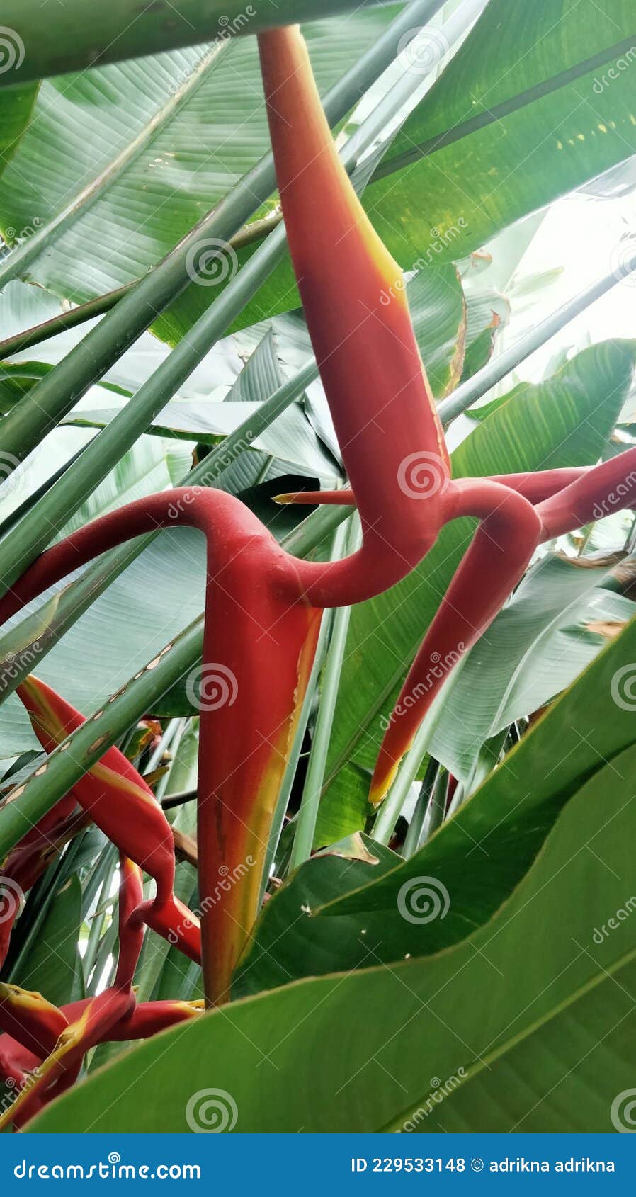 A Brave Red Flower stock photo. Image of tree, green - 229533148