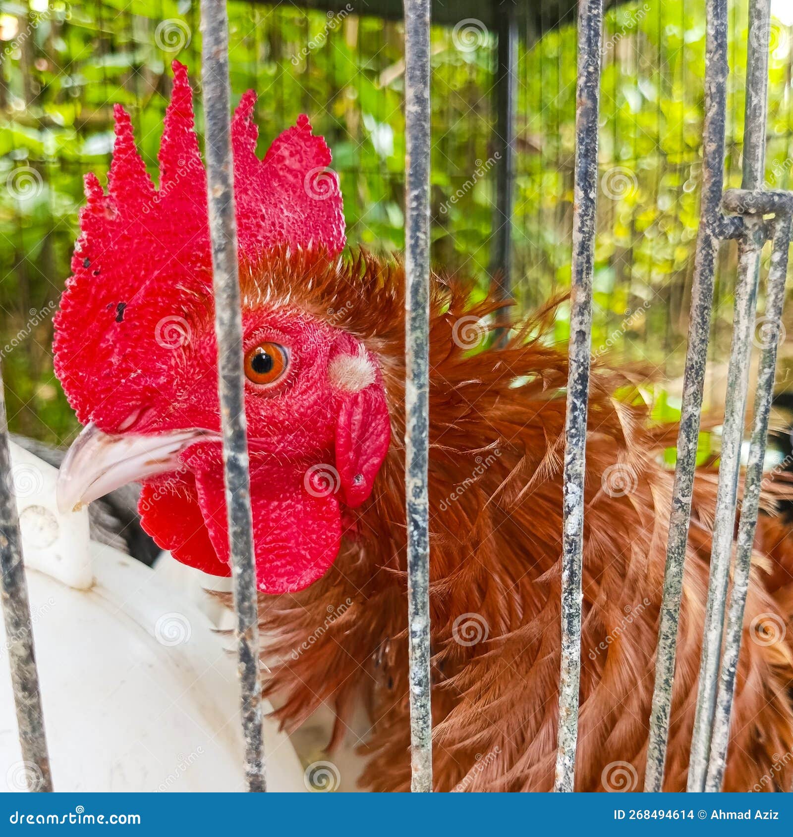 Brave rooster red head stock photo. Image of quail, autumn - 268494614