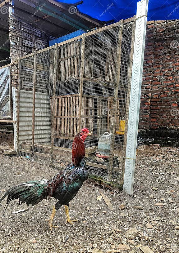 Brave Rooster at Front of Chicken Coop Stock Photo - Image of garden ...