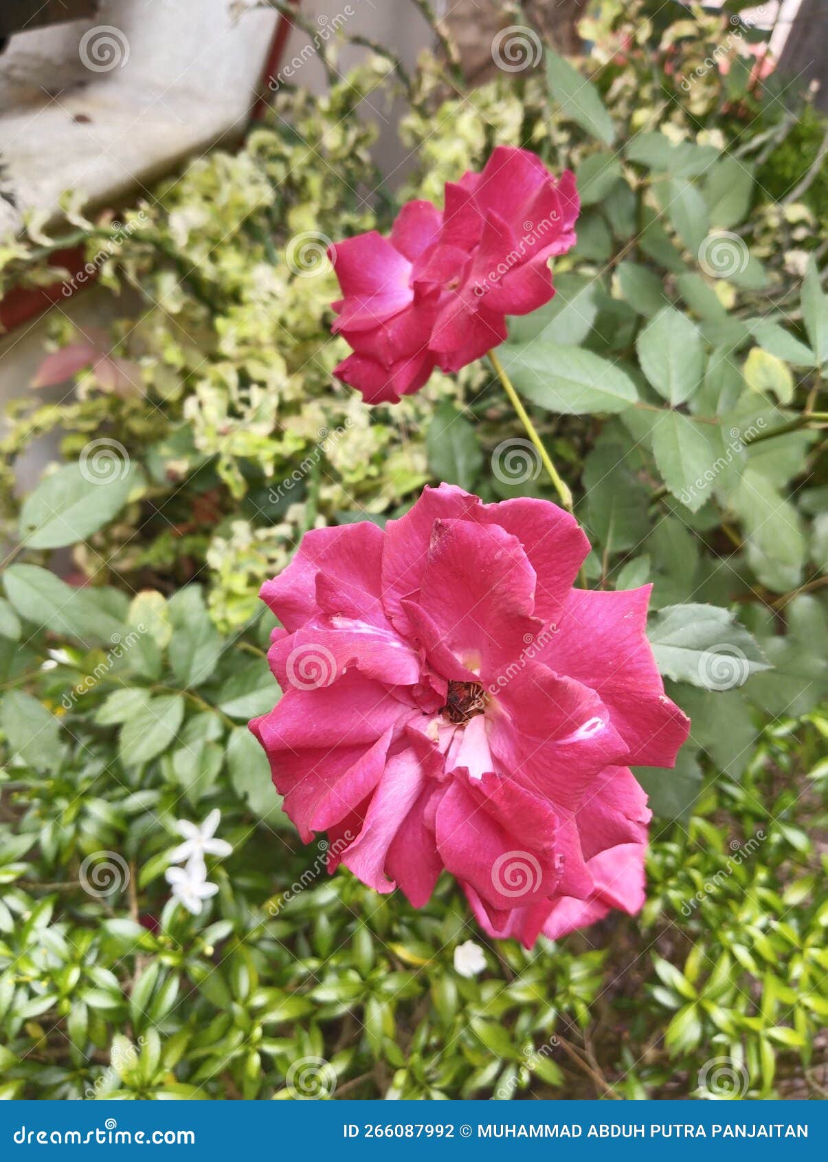 Brave Rose Show Stock Photos - Free & Royalty-Free Stock Photos from ...