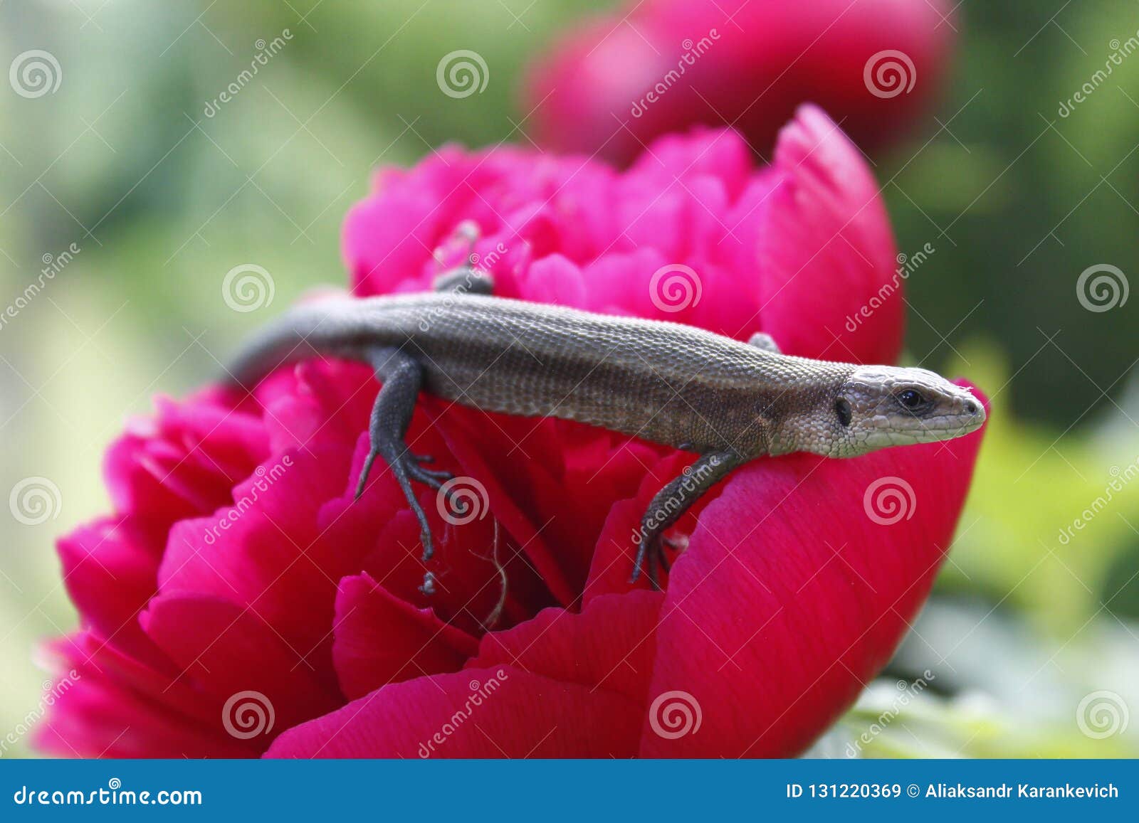 Brave Small Lizard on Flower. Red Peony. Sunny Day. Grey Lizard. Stock ...