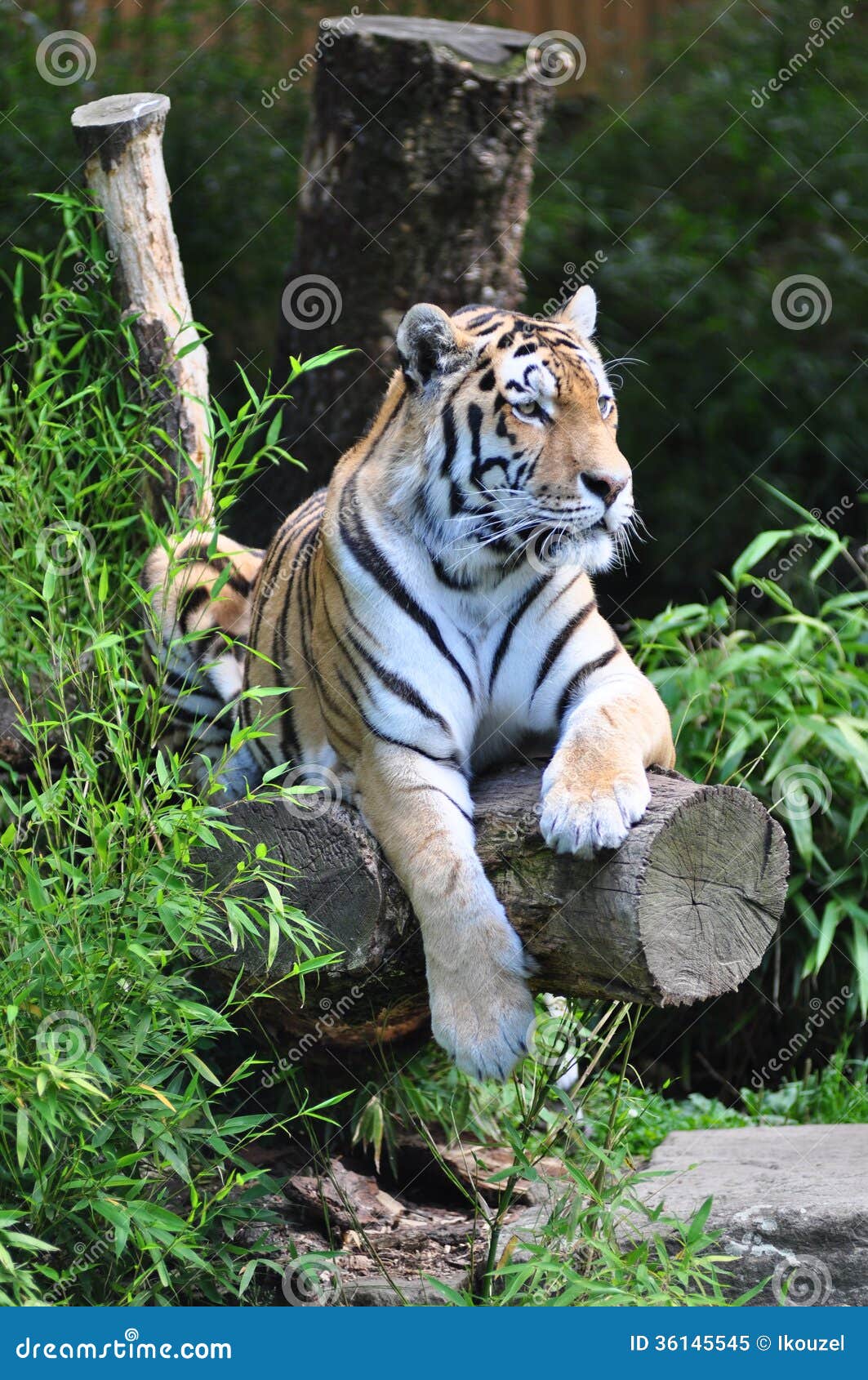 Brave tiger stock image. Image of front, eyes, head, tiger - 36145545
