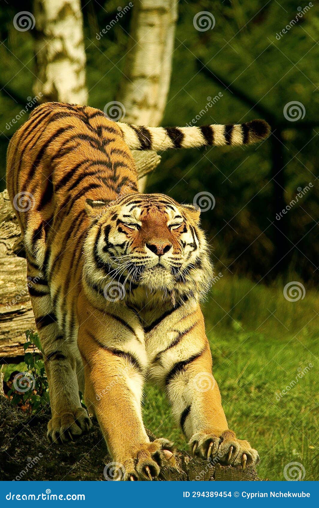 The Brave Tiger Set on a Mission Stock Photo - Image of wilderness ...