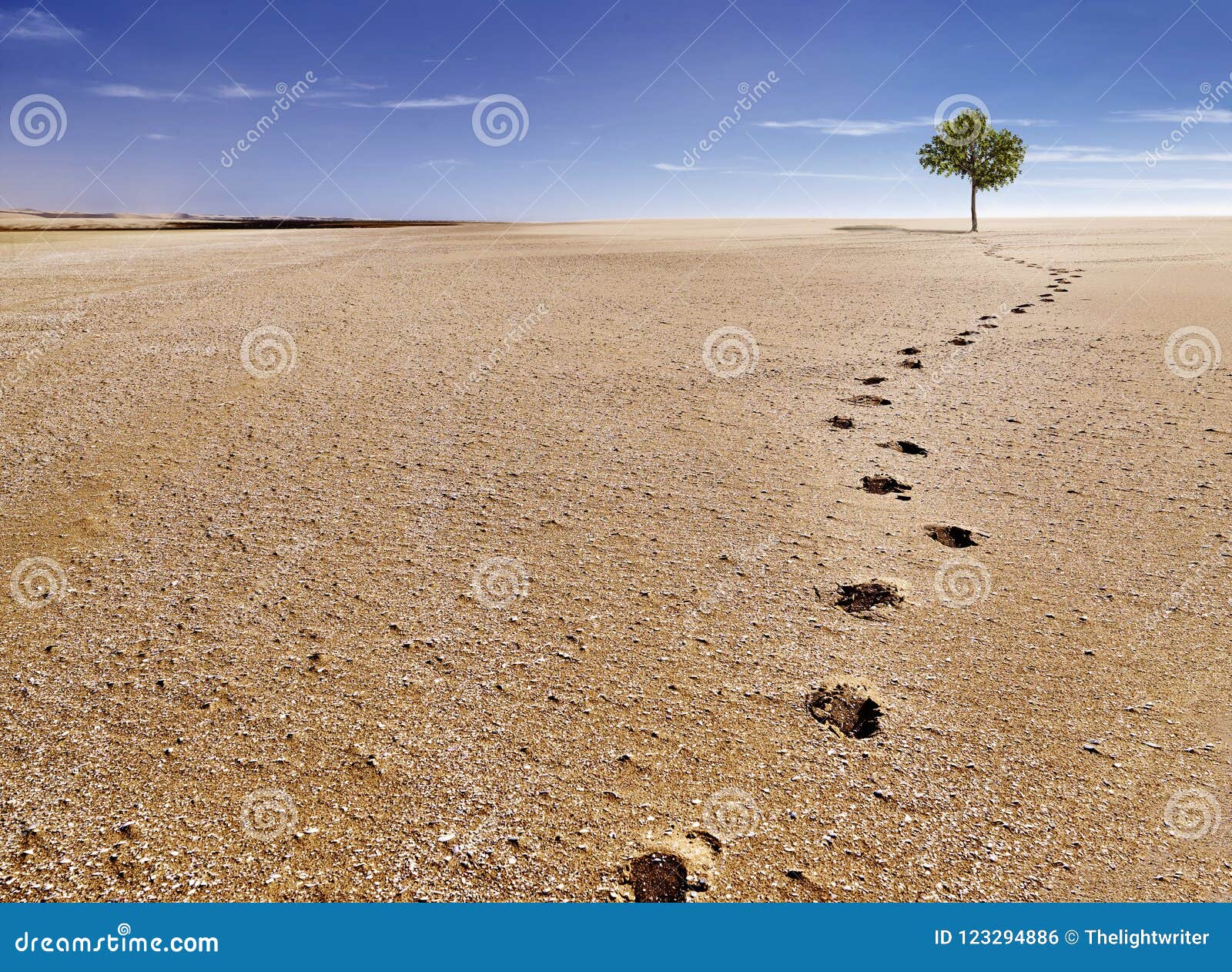 Brave Tree Standing Alone in the Desert Stock Photo - Image of scenery ...