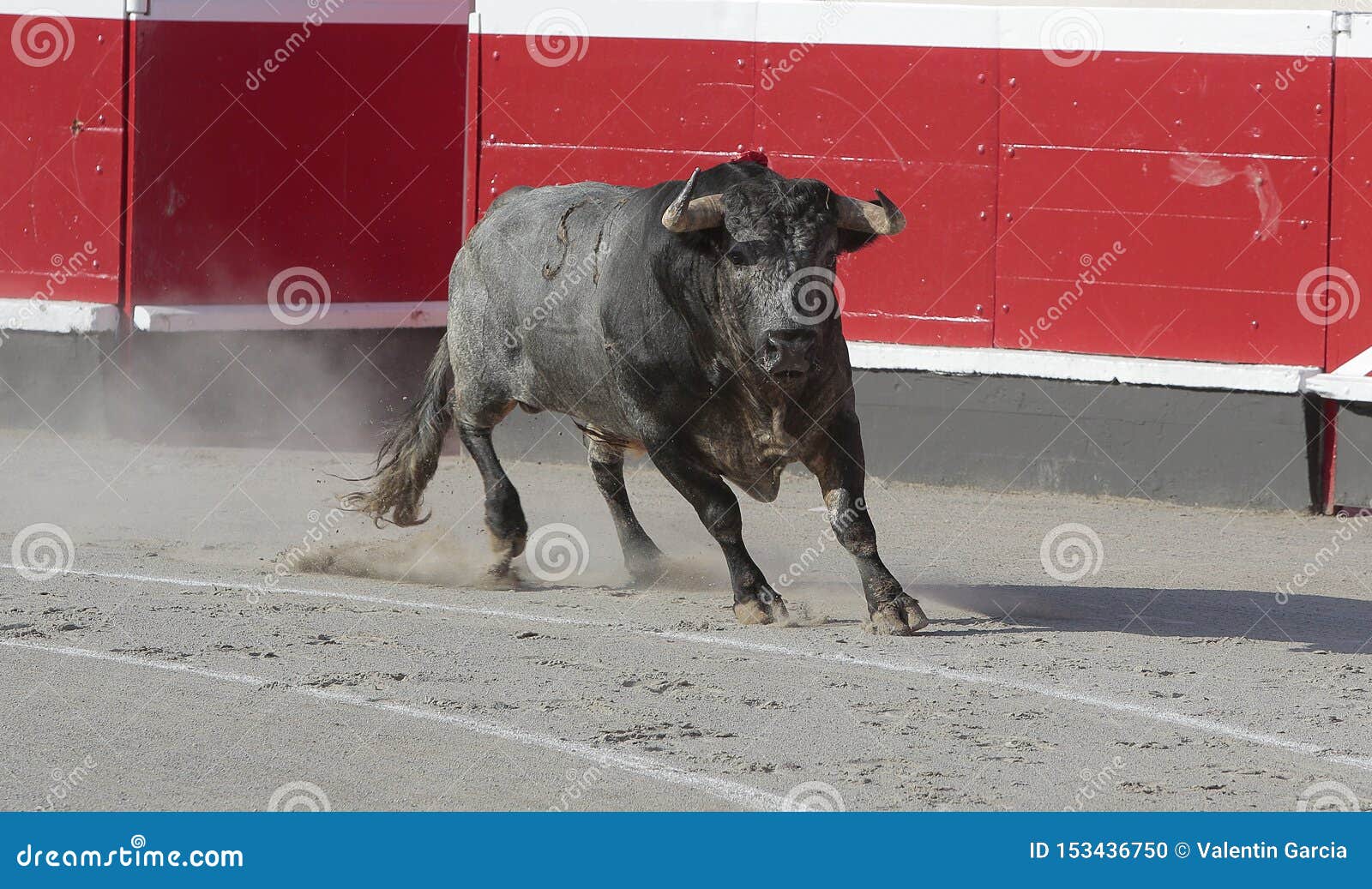 Bravo bull in bullring stock photo. Image of finally - 153436750