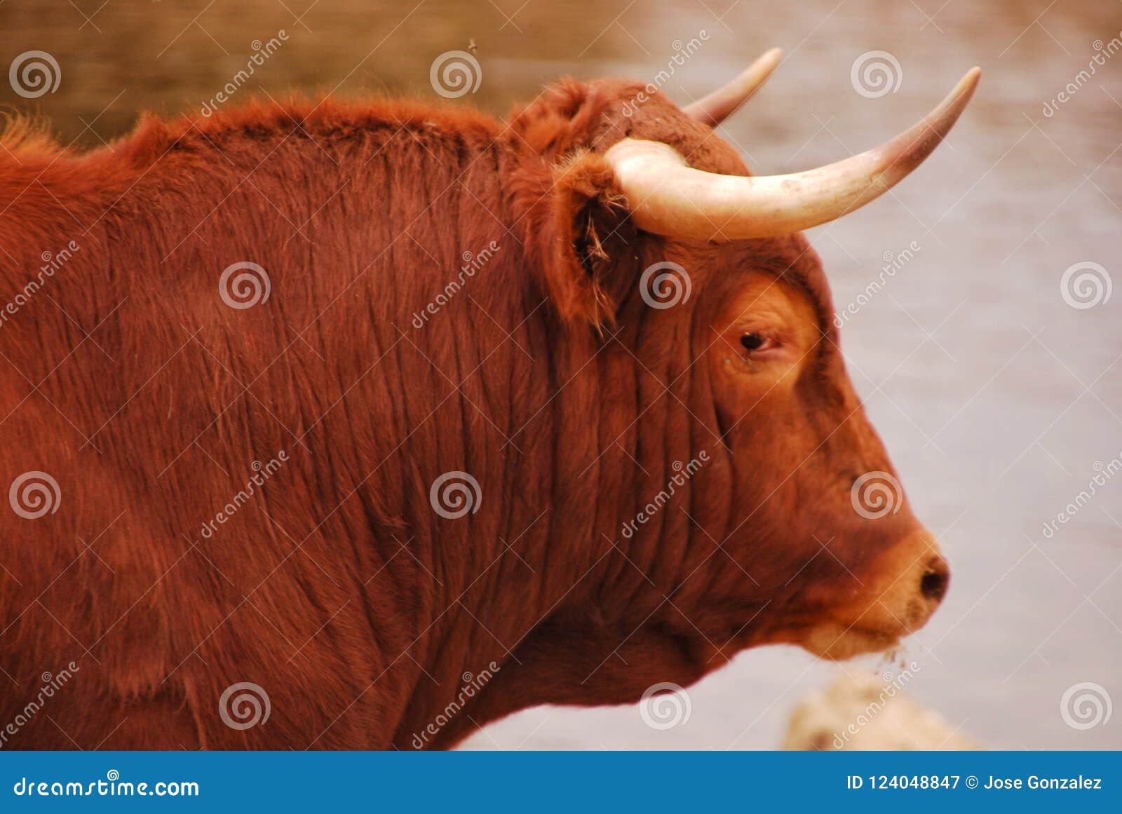 Ojo de Perdiz stock image. Image of bull, retinto, perdiz - 124048847