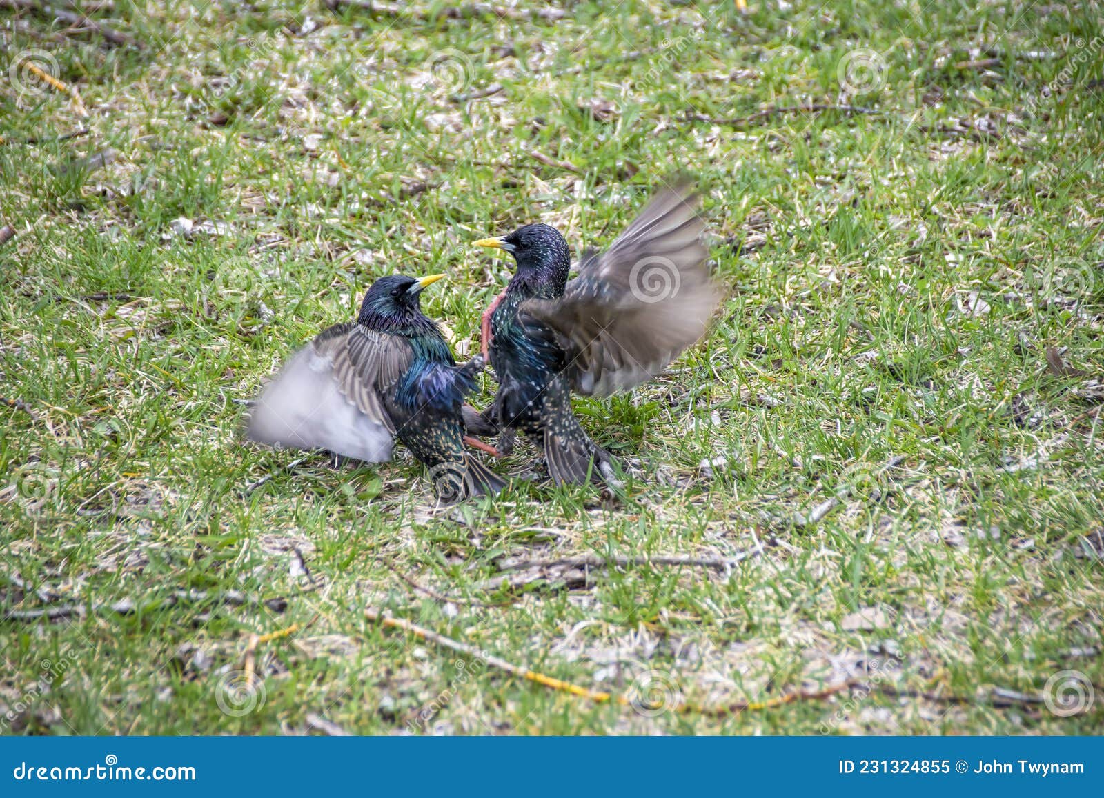 Brawling Birds stock image. Image of bird, beak, nature - 231324855