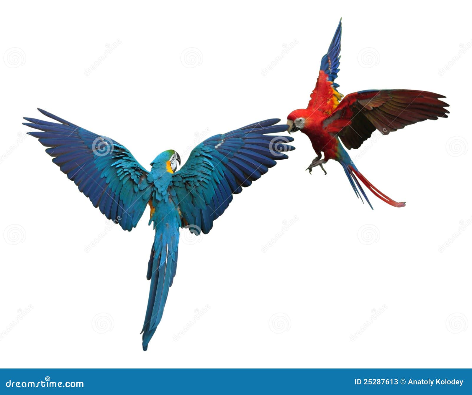 Brawling Parrots Isolated on White Stock Image - Image of pretty ...