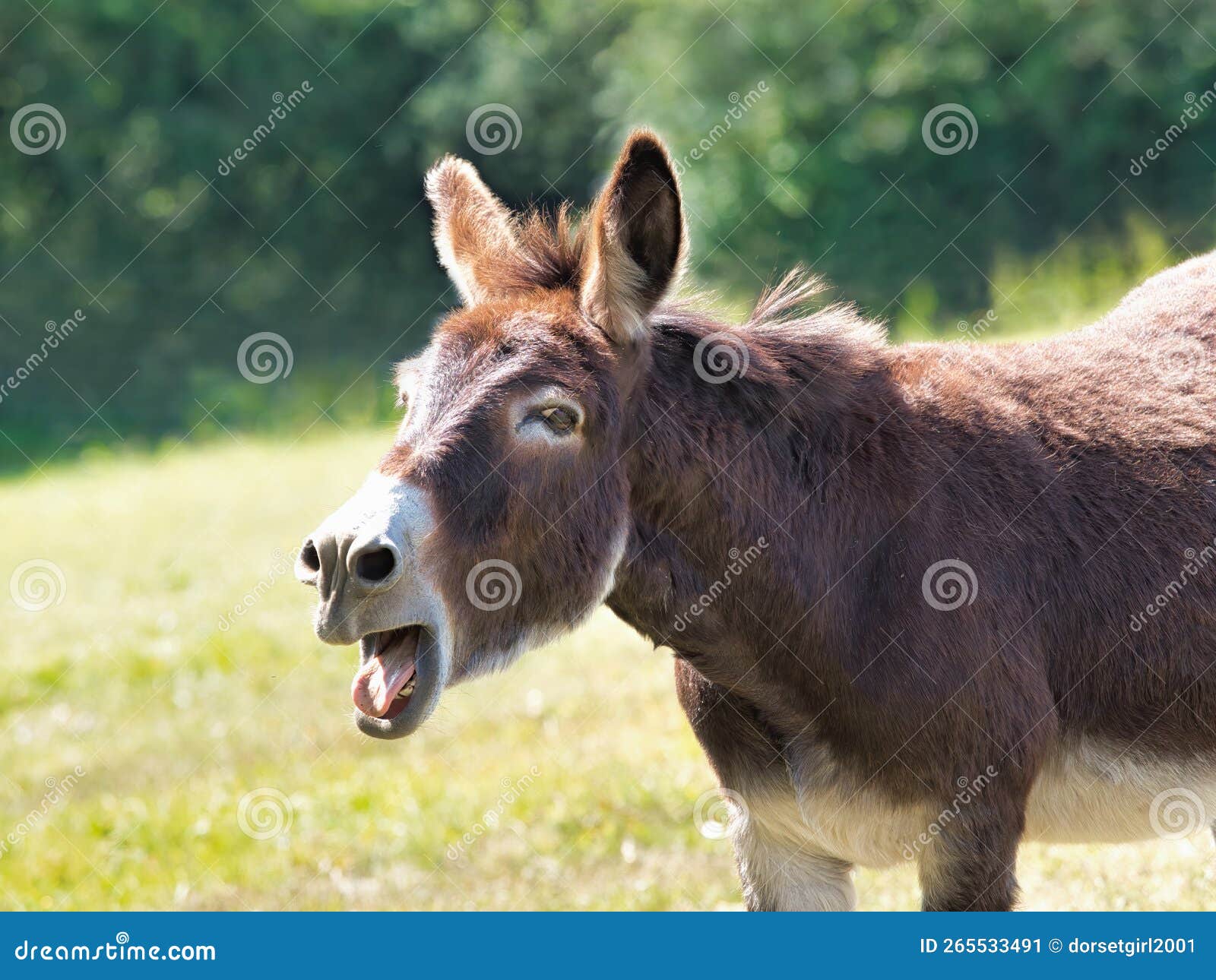 Braying Donkey Backlit by the Sun Stock Image - Image of mammal ...