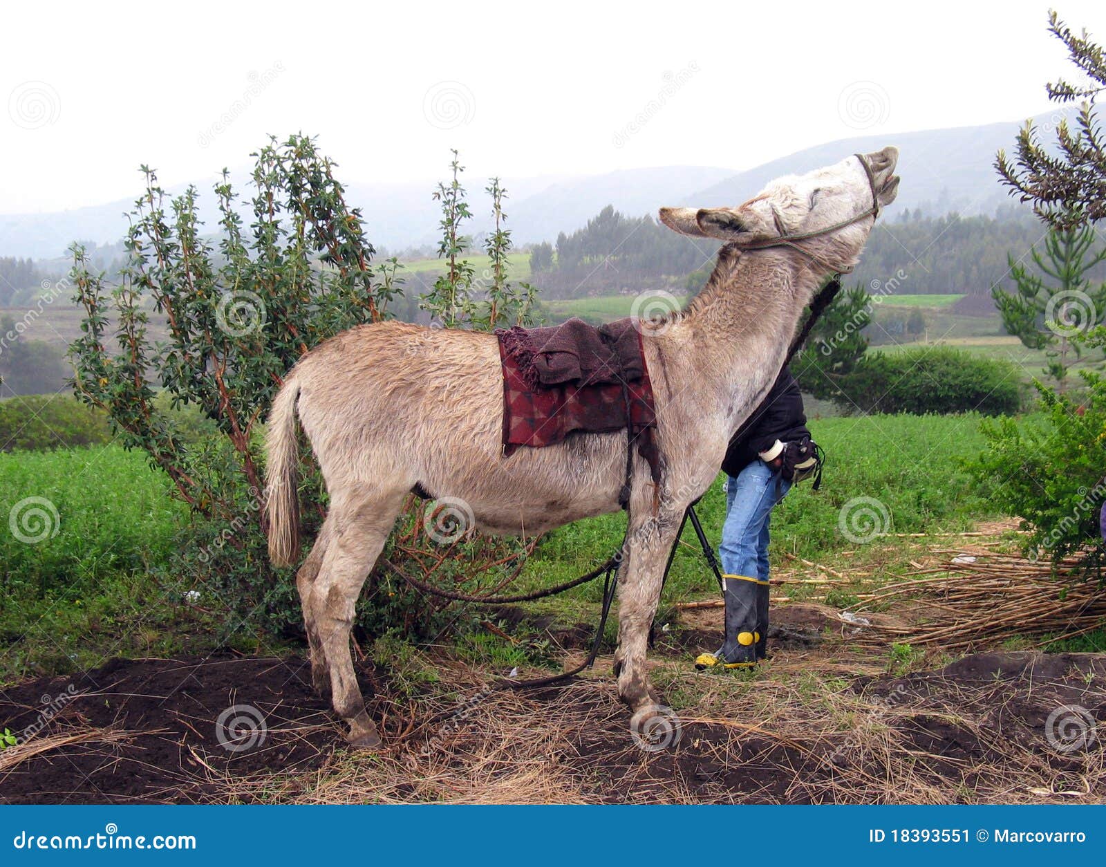 Braying in the Highlands of Ecuador Stock Image - Image of beast ...