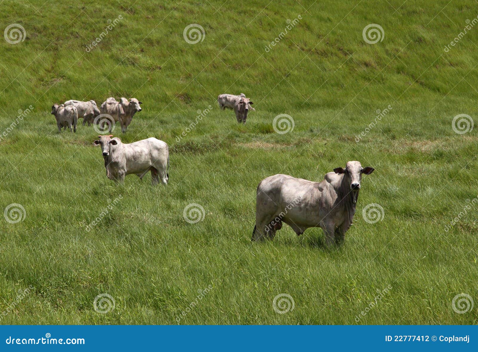 Brazil, Brazilian White Beef Cattle Stock Photo - Image of small, state ...