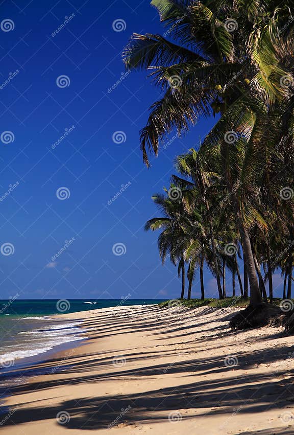 Brazil Maceio Gunga Beach stock photo. Image of tourism - 22542676