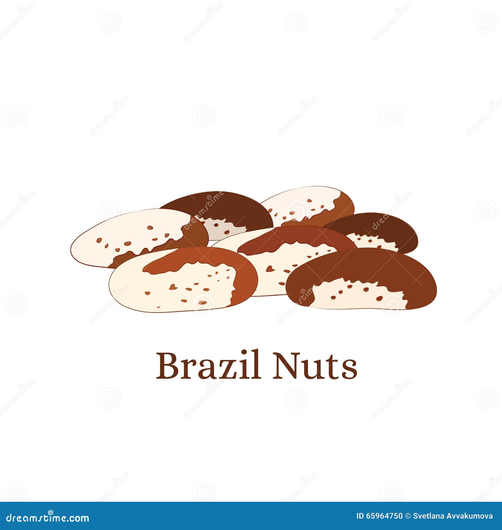 Brazilian Nut Tree Stock Illustrations – 88 Brazilian Nut Tree Stock ...