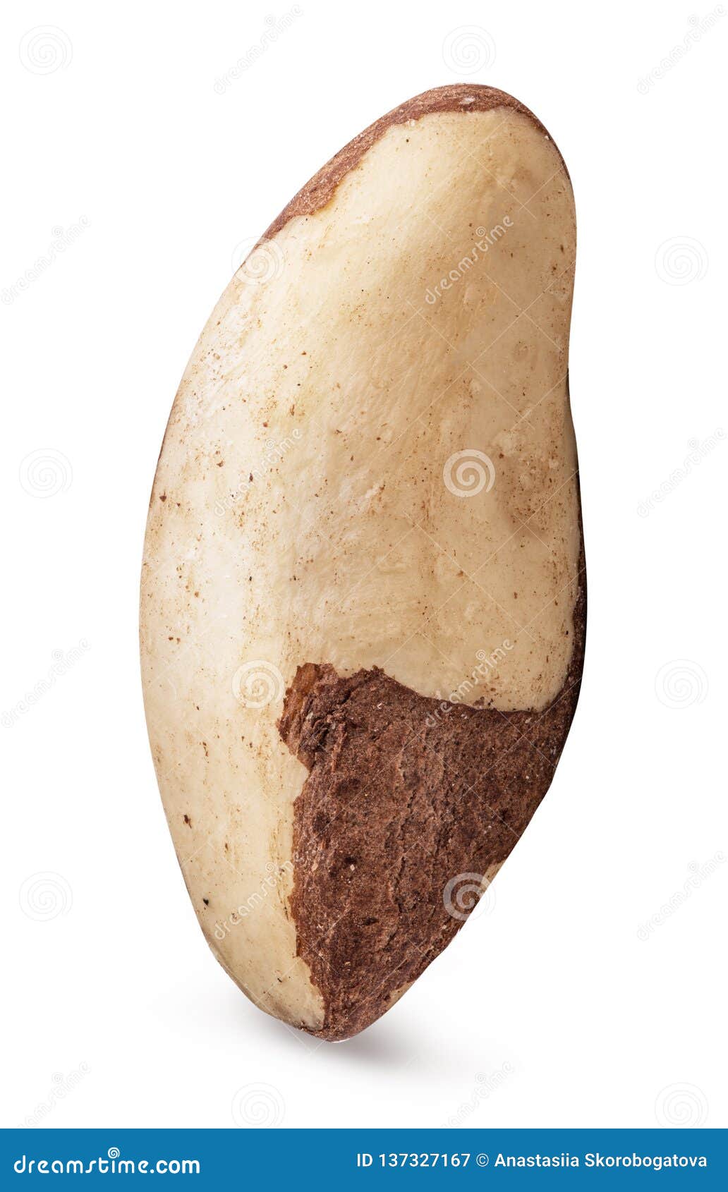 Brazil Nut Isolated on White Background Stock Image - Image of seed ...