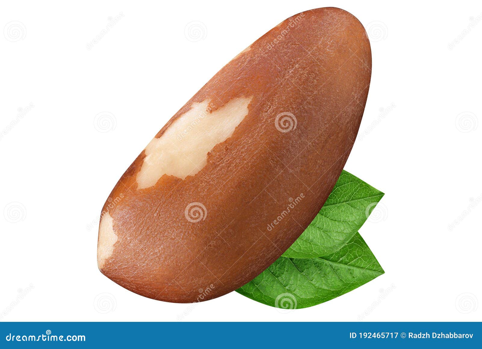 Brazil Nut Isolated White Background. One Brazil Nut without Shell ...
