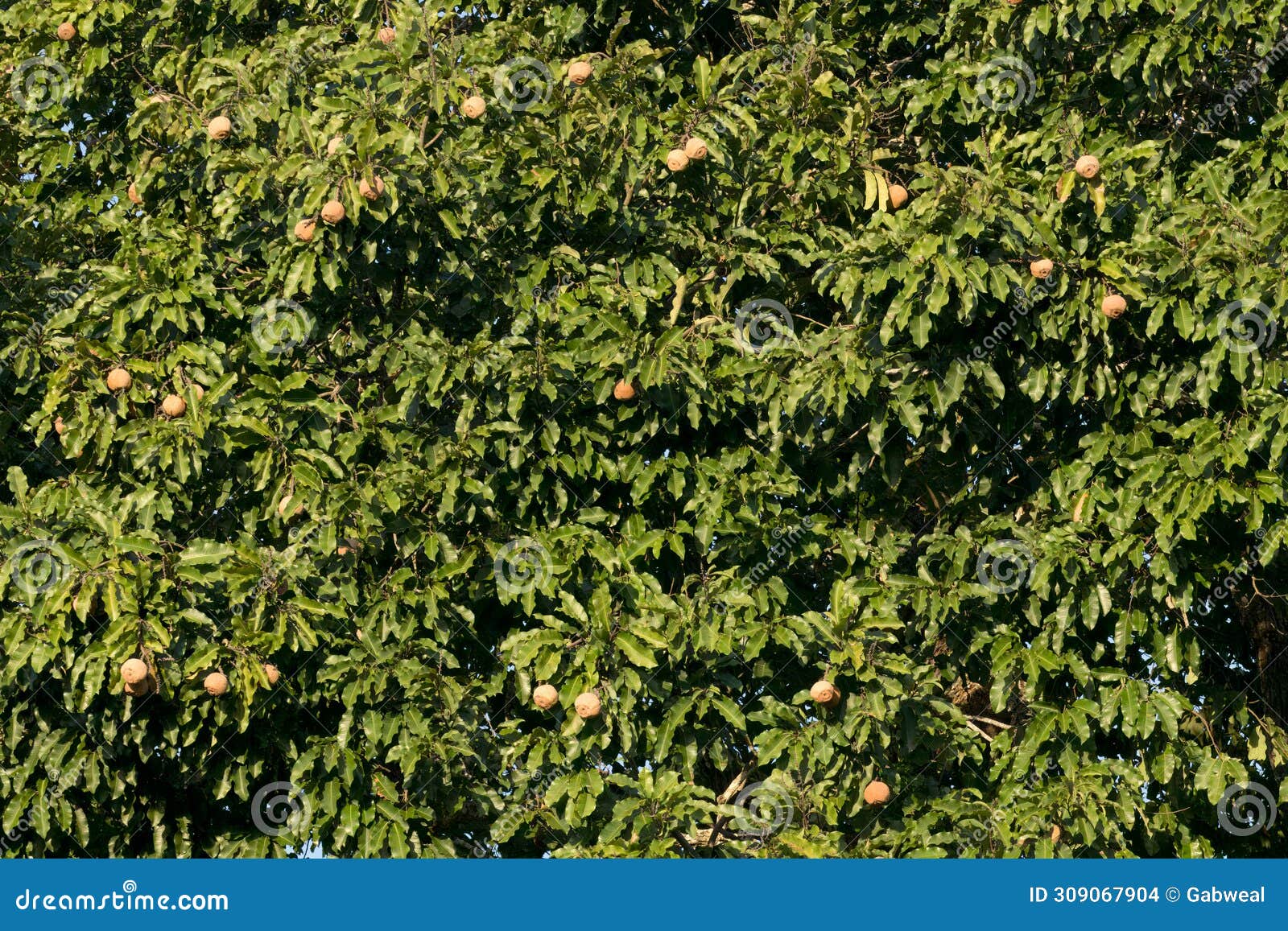 Brazil Nuts, Amazonian Rainforest, Amazonas State, Brazil Stock Photo ...