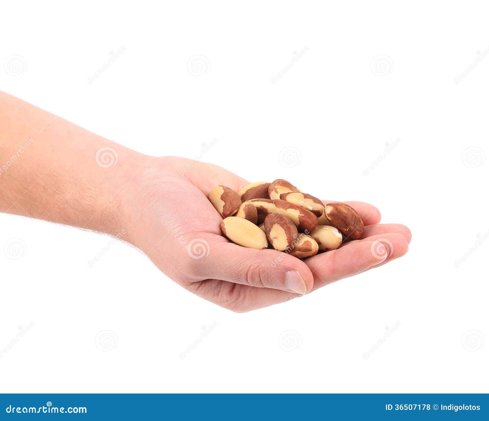 Brazil Nuts in hand. stock photo. Image of nature, diet - 36507178