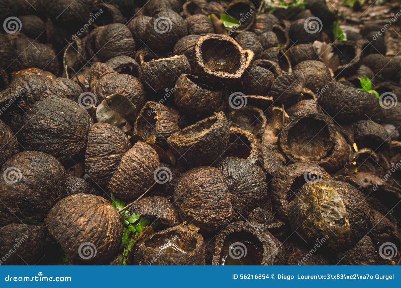 Brazil Nuts shell stock photo. Image of brazilnuts, native - 56216854