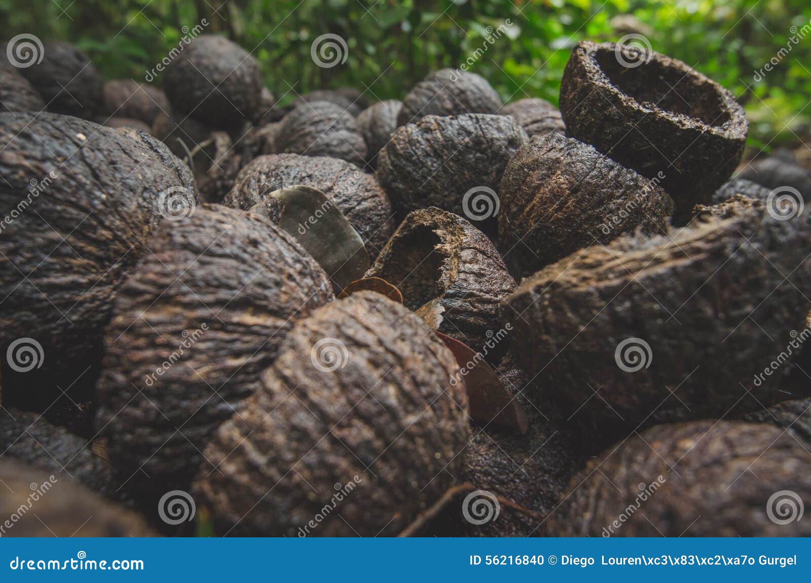 Brazil Nuts stock photo. Image of shell, food, nuts, trees - 56216840