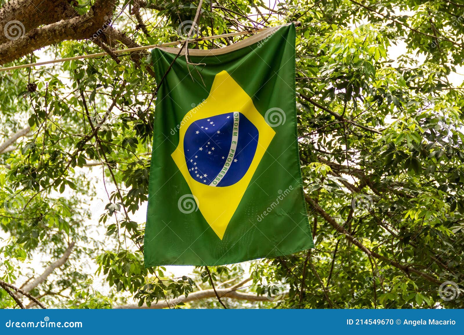 Brazil`s Flag. Brazilian Flag Hanging from a Tree Branch. Stock Photo ...