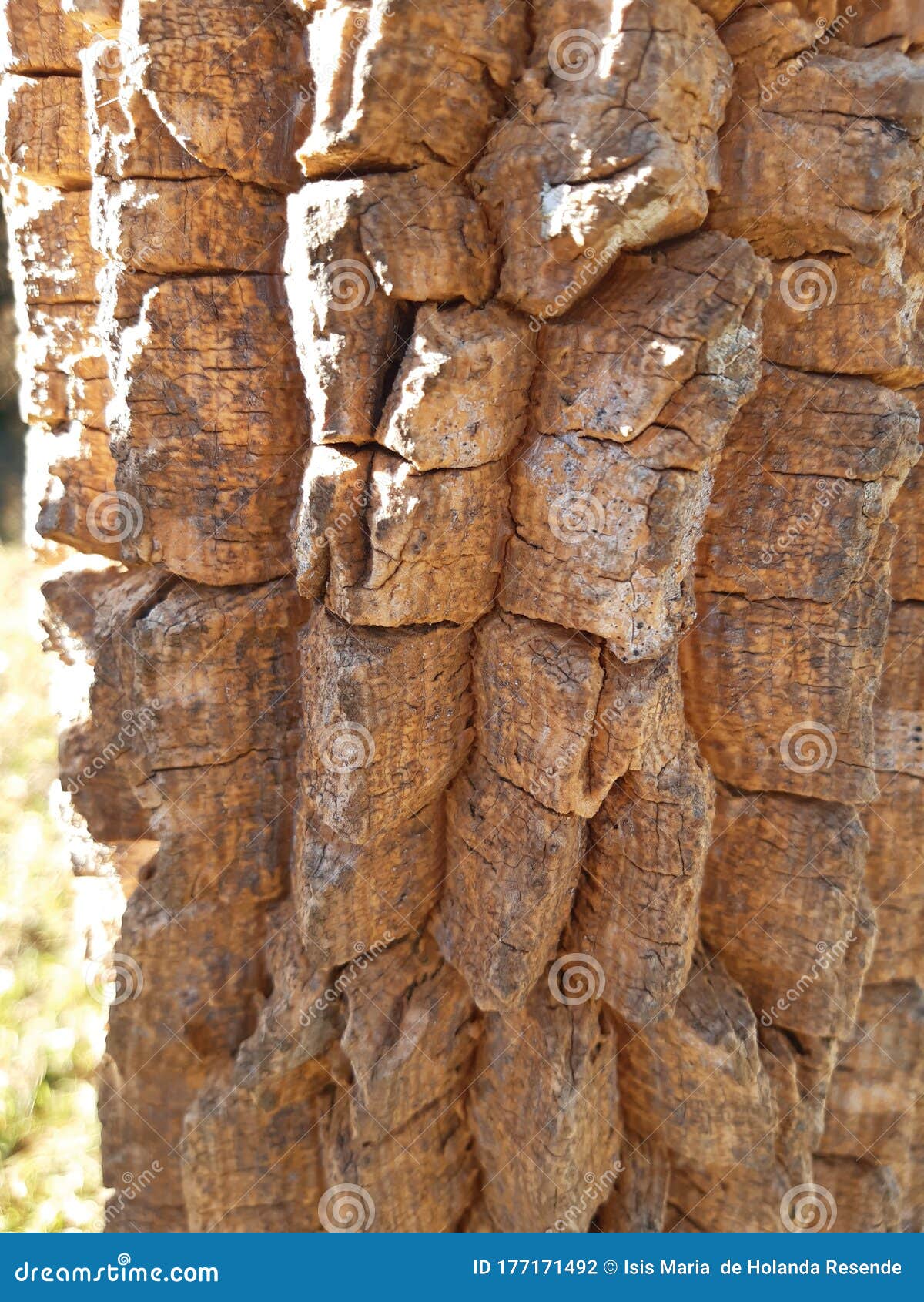 Brazil savanna tree stock photo. Image of formation - 177171492