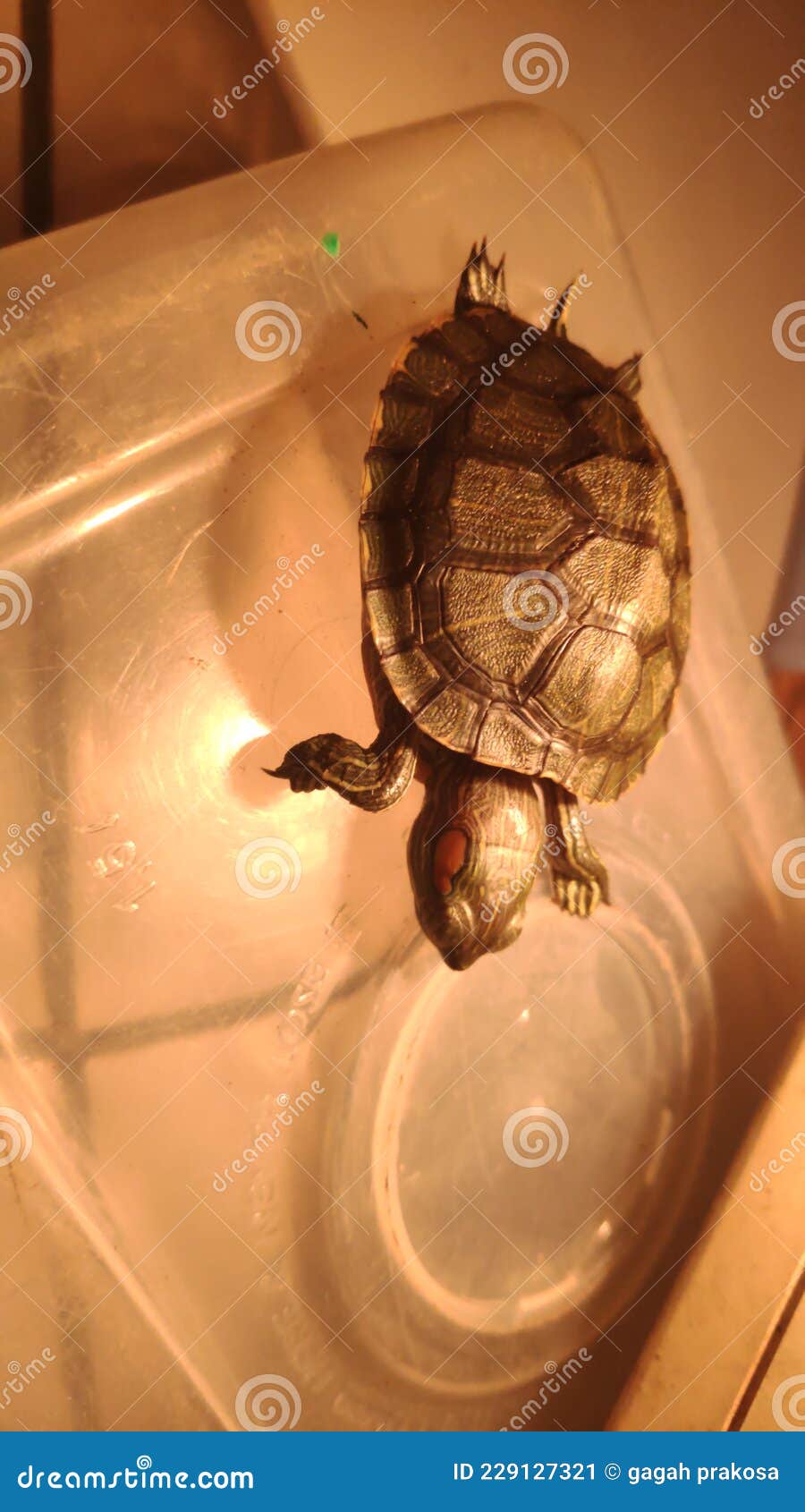 Brazil turtle sick stock image. Image of turtle, reptile - 229127321