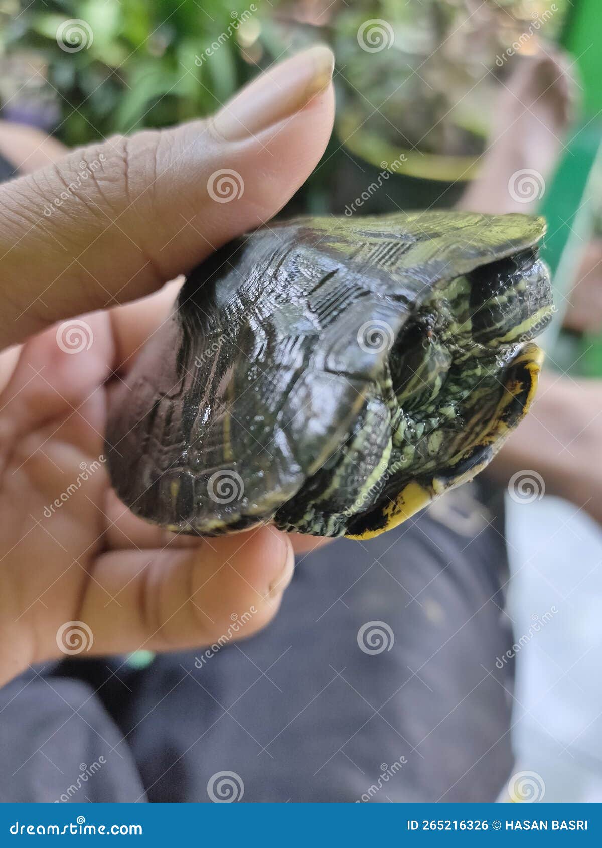 Brazil Turtle Which is Shy when Held Stock Photo - Image of turtle ...