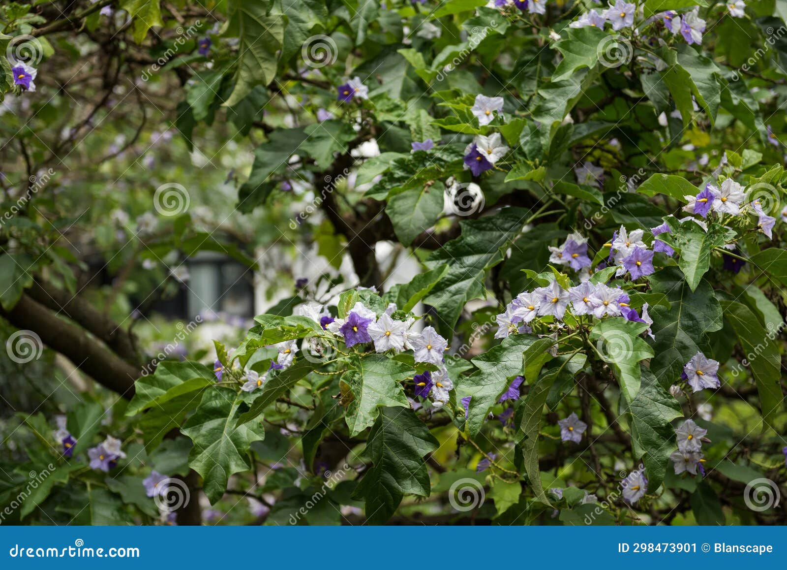 Brazilean Blue Potato Tree, Solanum Wrightii Stock Image - Image of ...