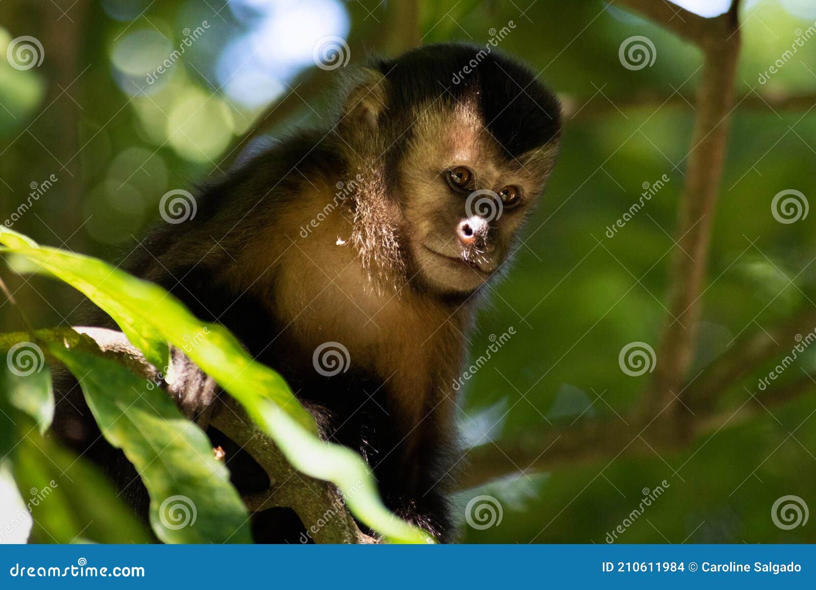 Brazilian Animal: Monkey in the Forest (macaco-prego Stock Photo ...
