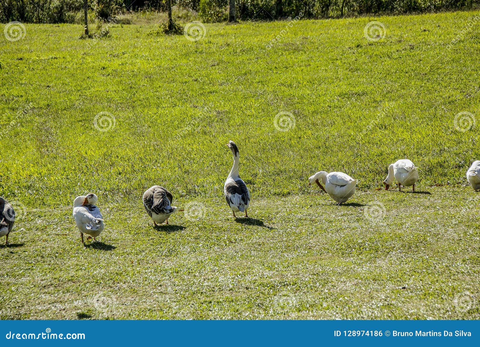 Duck Amazon (Amazonetta Brasiliensis) Stock Photo | CartoonDealer.com ...