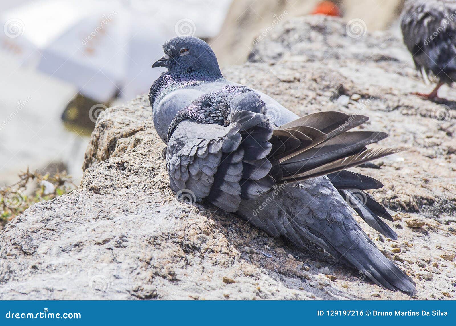 Pigeons resting in the sun stock photo. Image of goiania - 129197216