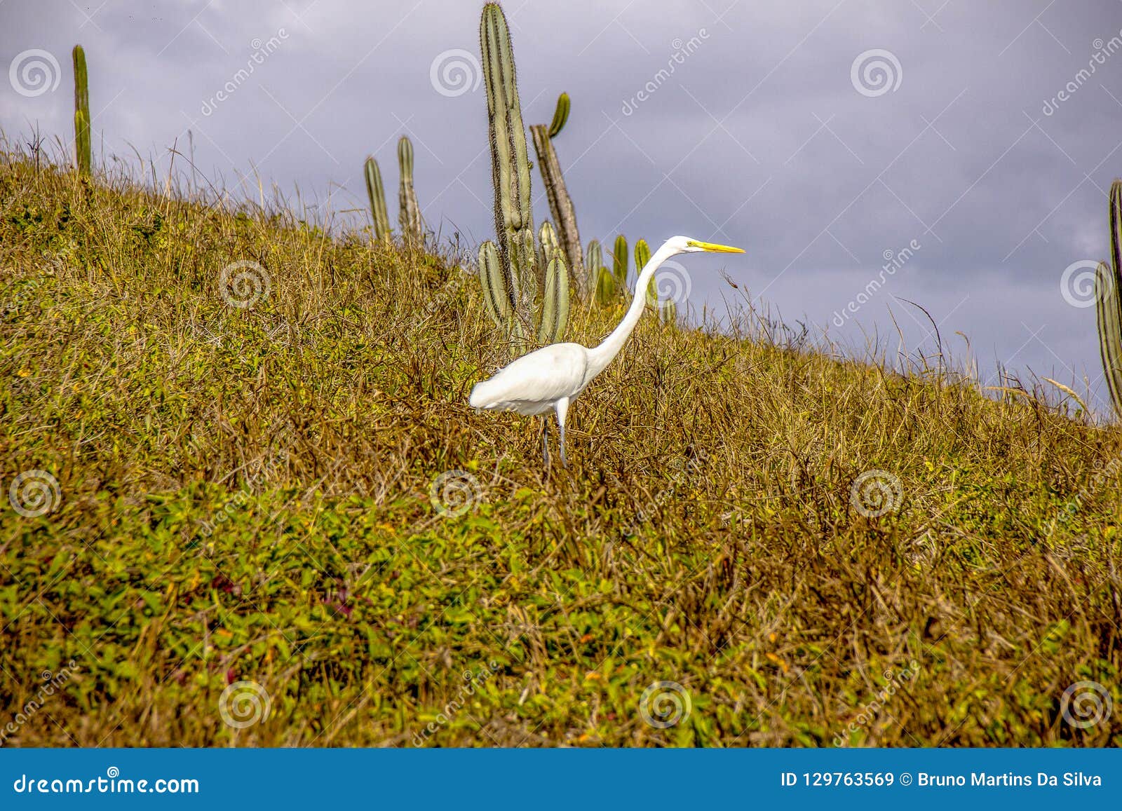 Brazilian birds outdoors stock image. Image of manaus - 129763569