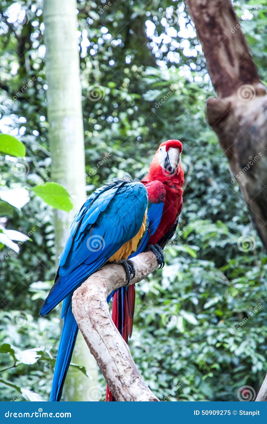 Brazilian birds stock image. Image of black, american - 50909275